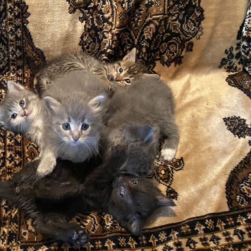 Котята в добрые руки