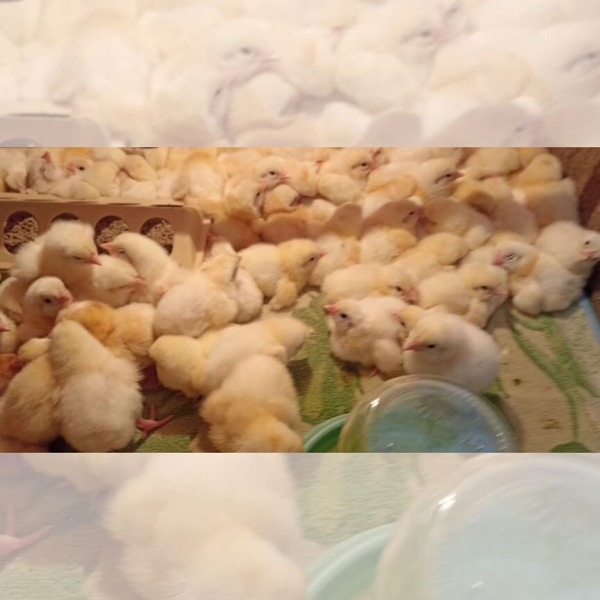 Цыплята бройлеры суточные кобб