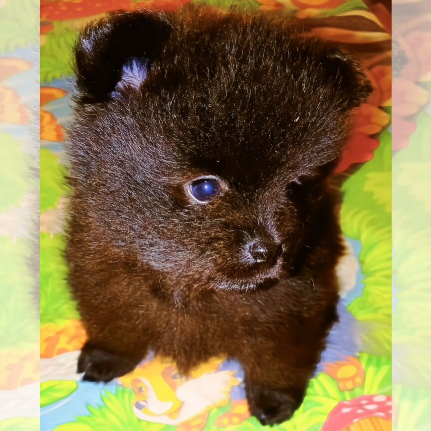 Померанский шпиц, щенок