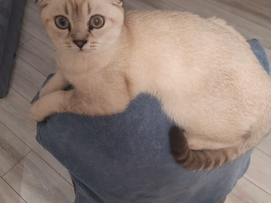 Отдадим в хорошие руки британскую вислоухую кошку