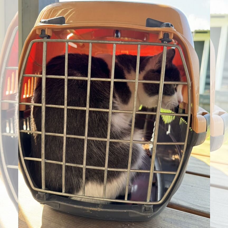 Кот в добрые руки