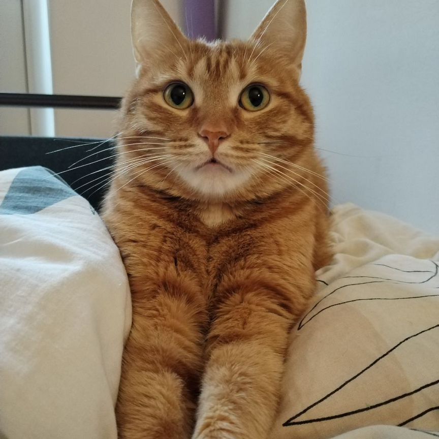 Рыжий кот Персик