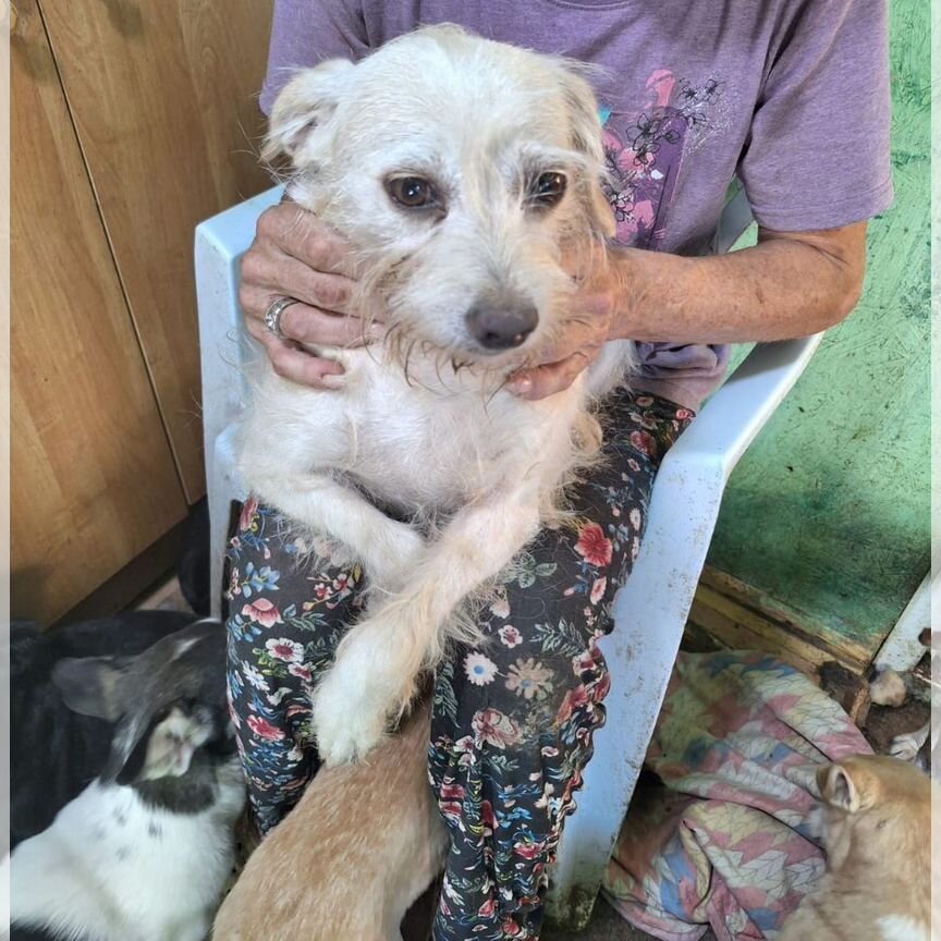 Взрослый пёс в добрые руки