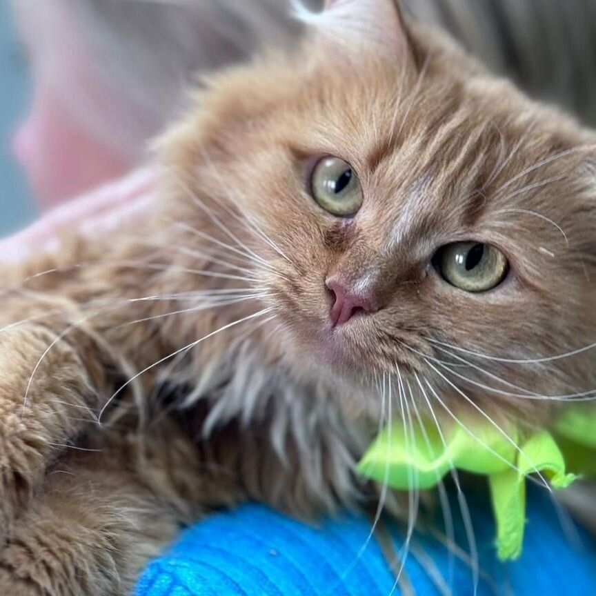 Золотую Майю выкинули из дома после смерти хозяйки