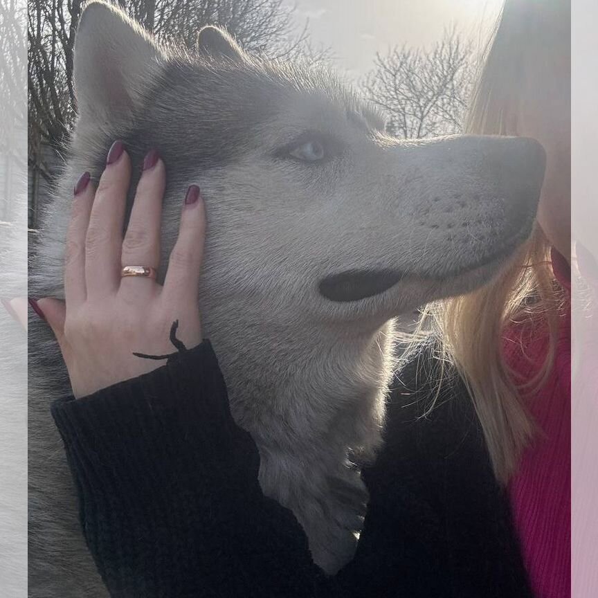 Сибирский хаски, взрослый пёс