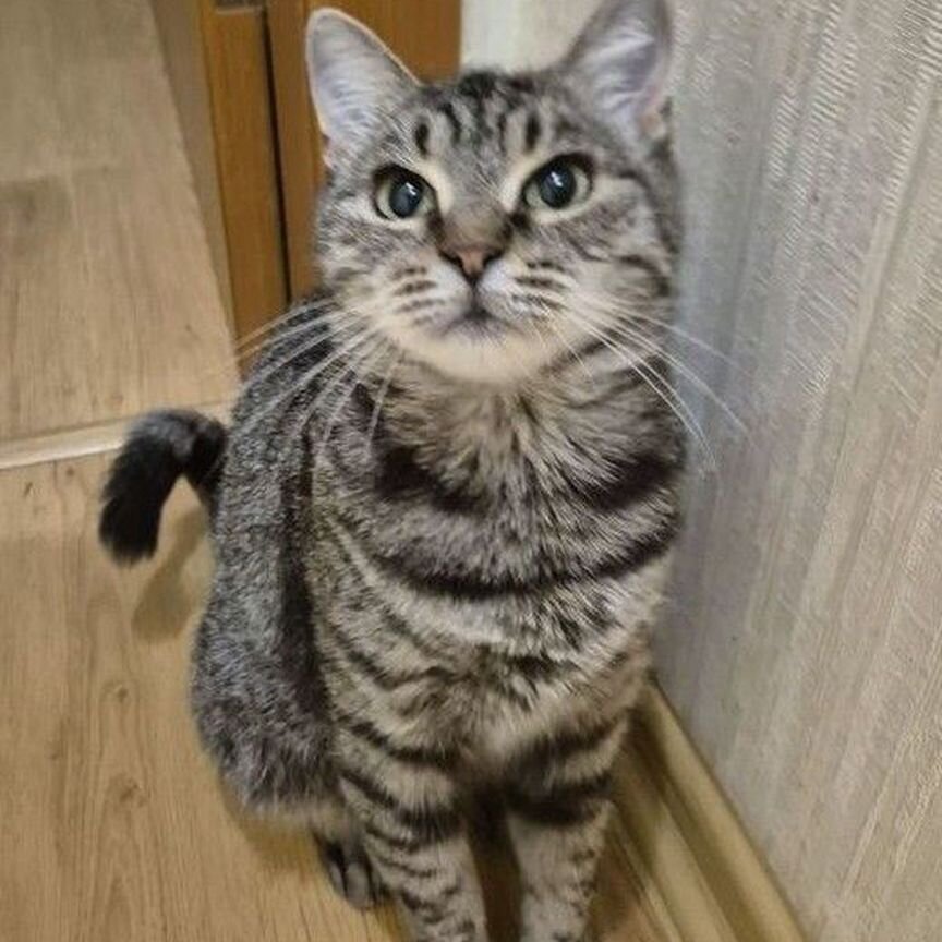 Кошка с необычным хвостом