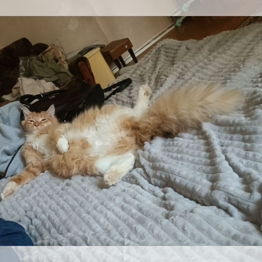 Мейн-кун котёнок