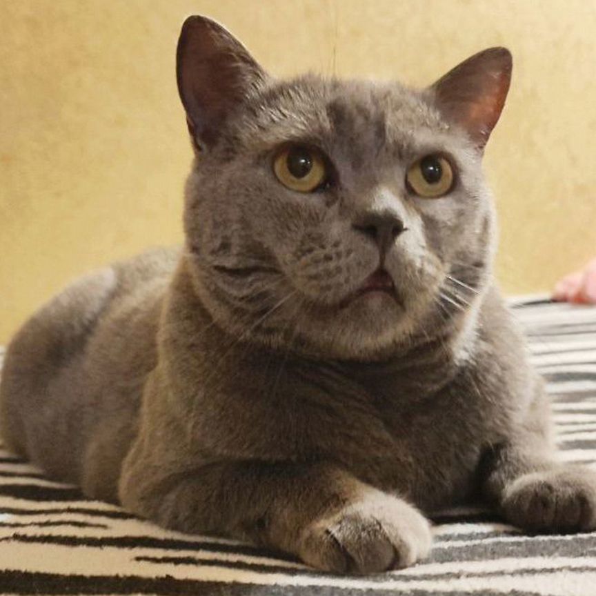 Британский короткошёрстный, взрослый кот