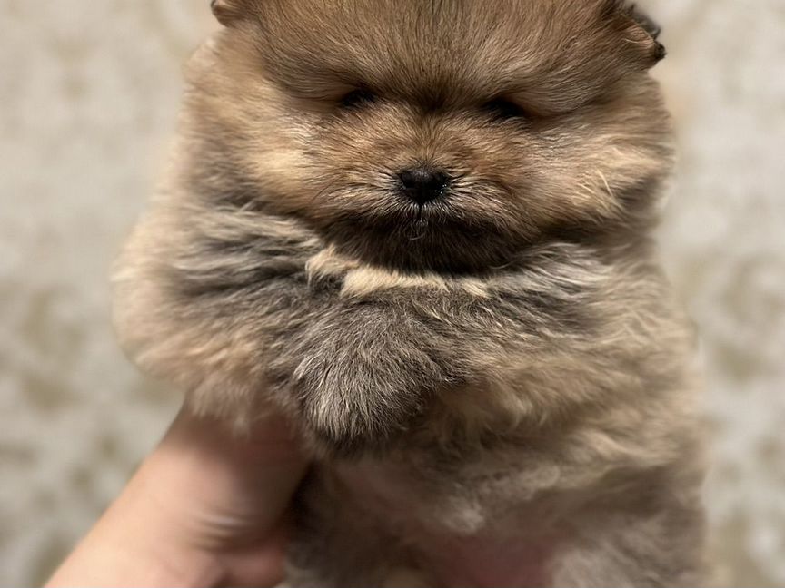 Помочки рыжие мини