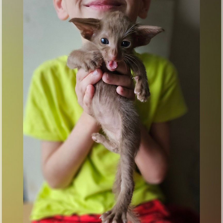 Ориентальный котёнок