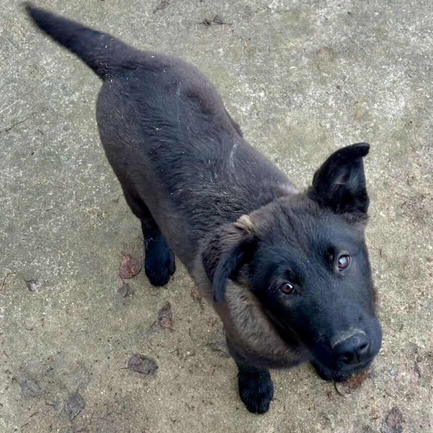 Щенок в добрые руки