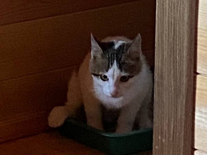 Кот Степан в добрые руки