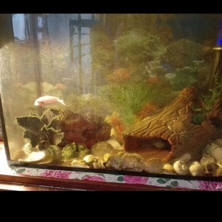 Аквариум с рыбками