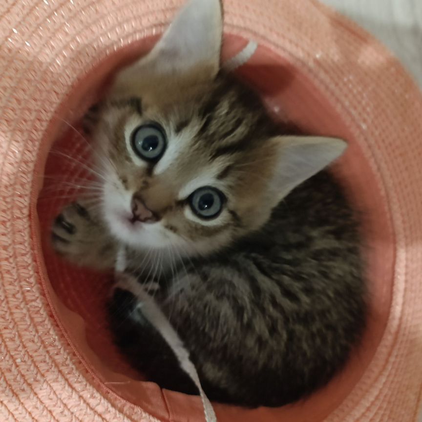Котёнок в добрые руки