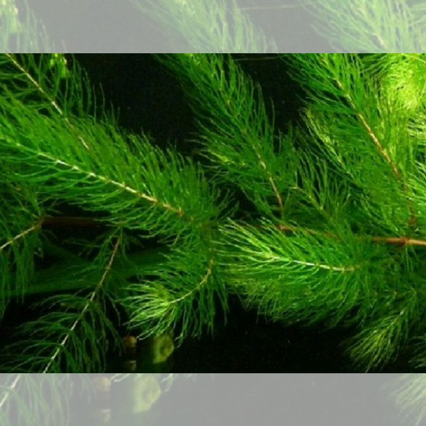 Роголистник в аквариум