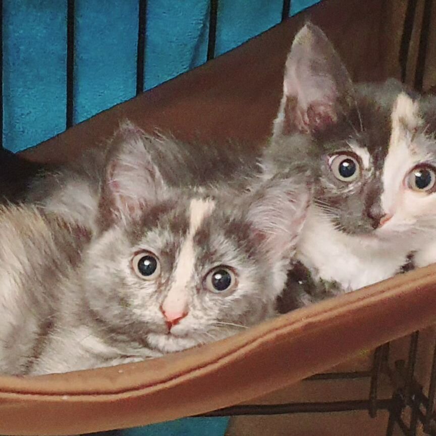 Котята. Голубокремовый окрас