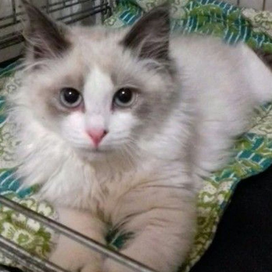 Бирманский котёнок