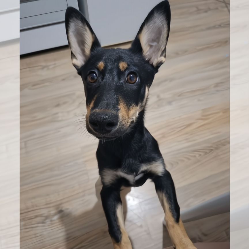 Щенок в добрые руки