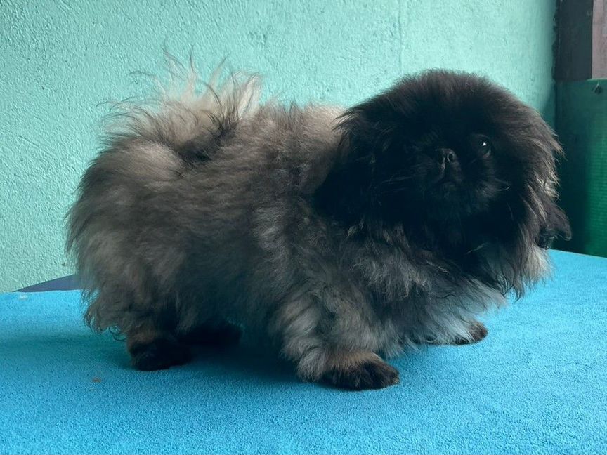 Щенки пекинеса, мальчик и девочка