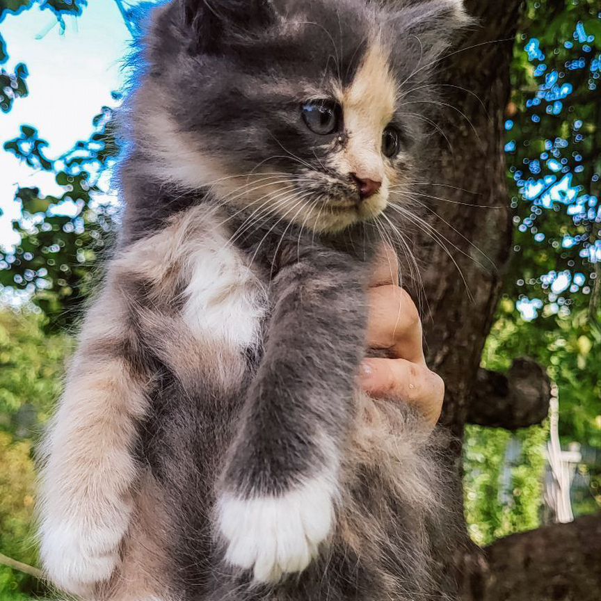 Отдам котенка в добрые руки