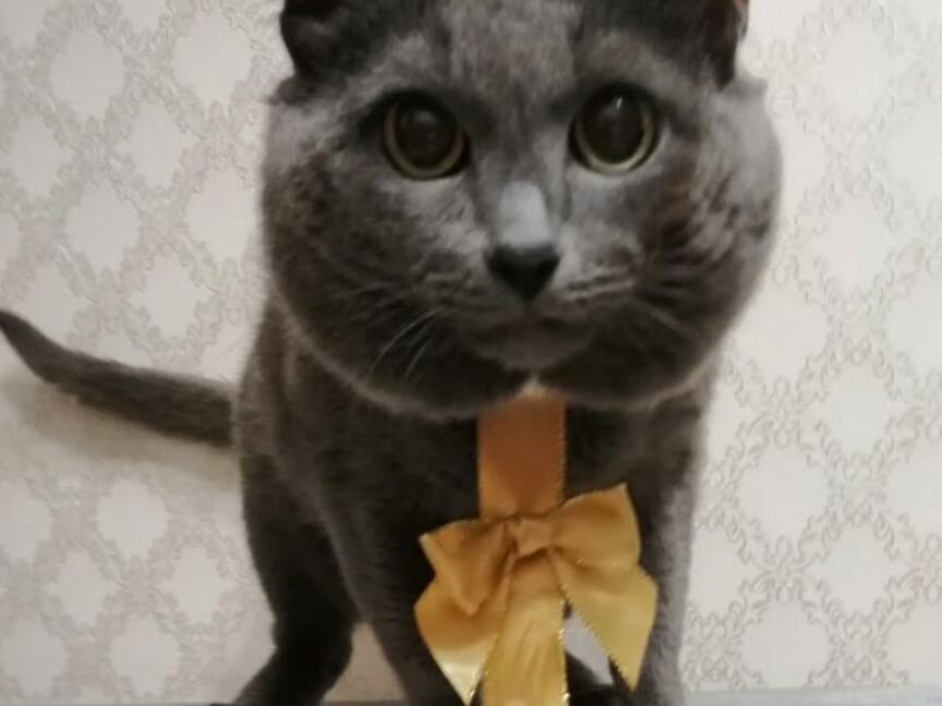 Кот Василий ищет дом