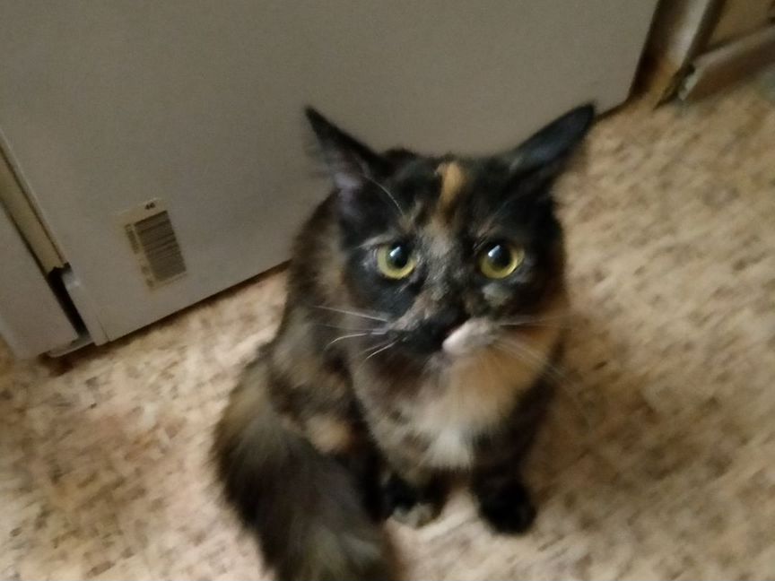 Бесплатно кошечка