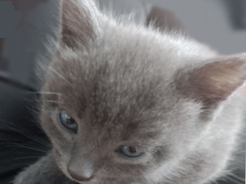 Британские котята в добрые руки