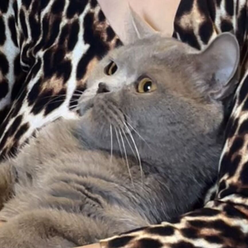 Кошку в добрые руки