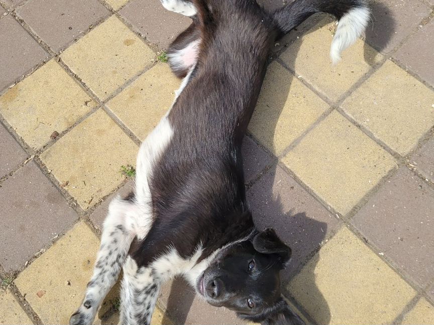 Собака молодая 11 месяцев хороший звонок во двор