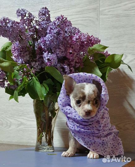 Щенки чихуахуа девочки