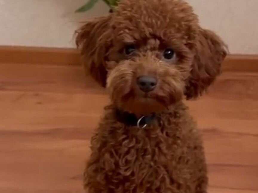 Той-пудель ред браун