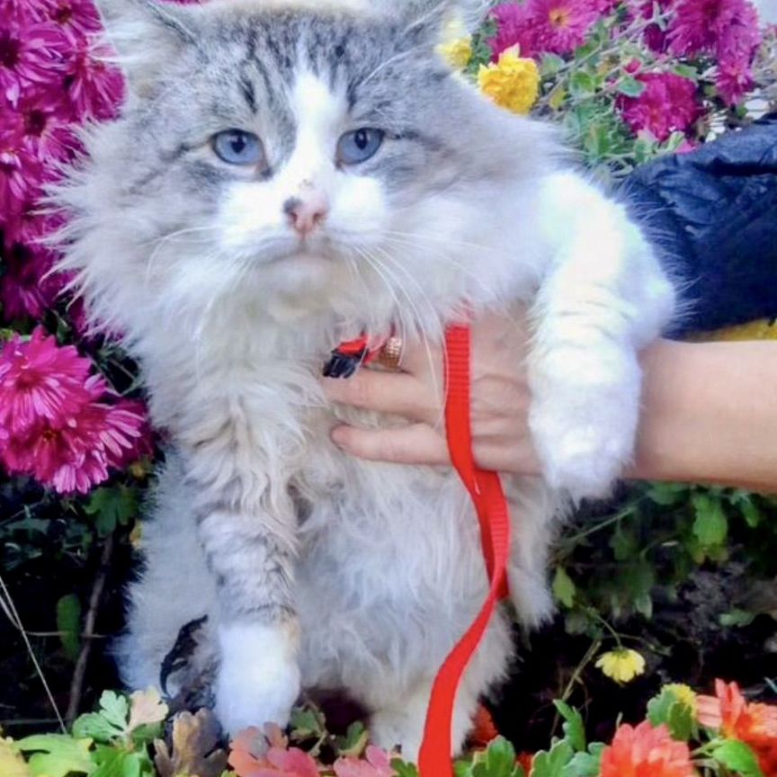 Взрослый кот в добрые руки