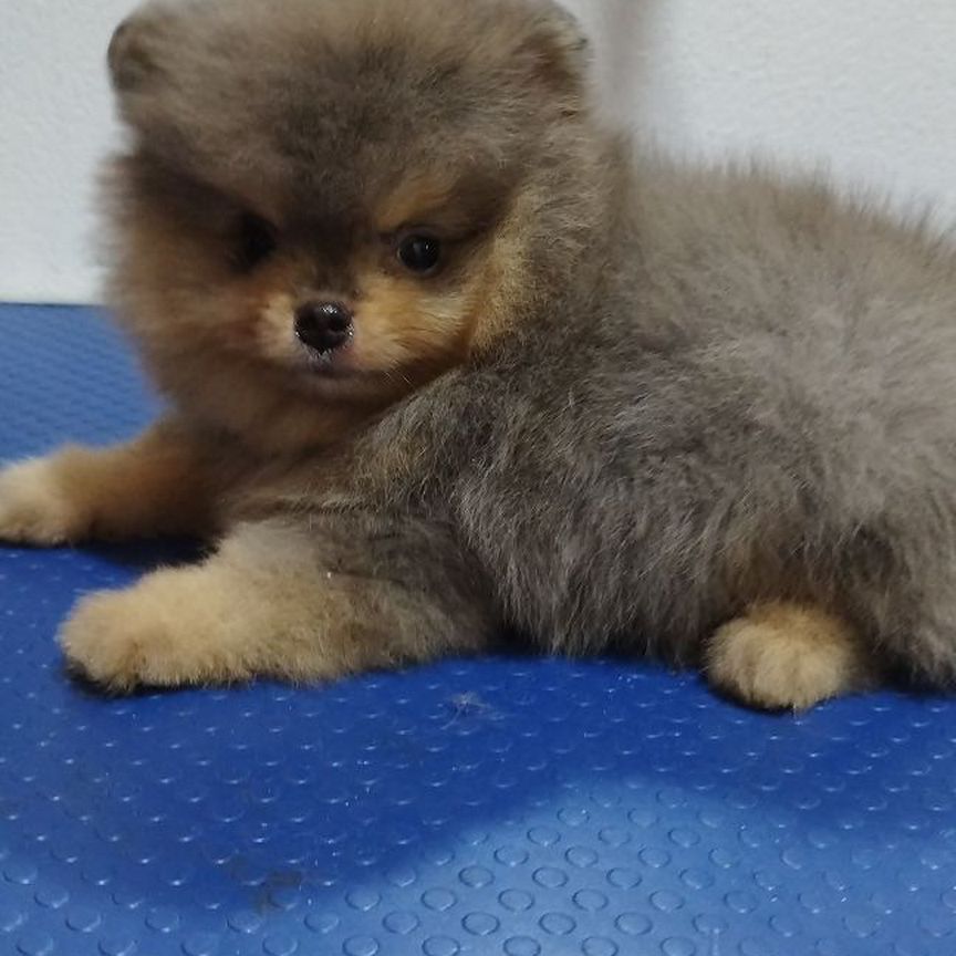 Померанский шпиц эксклюзив