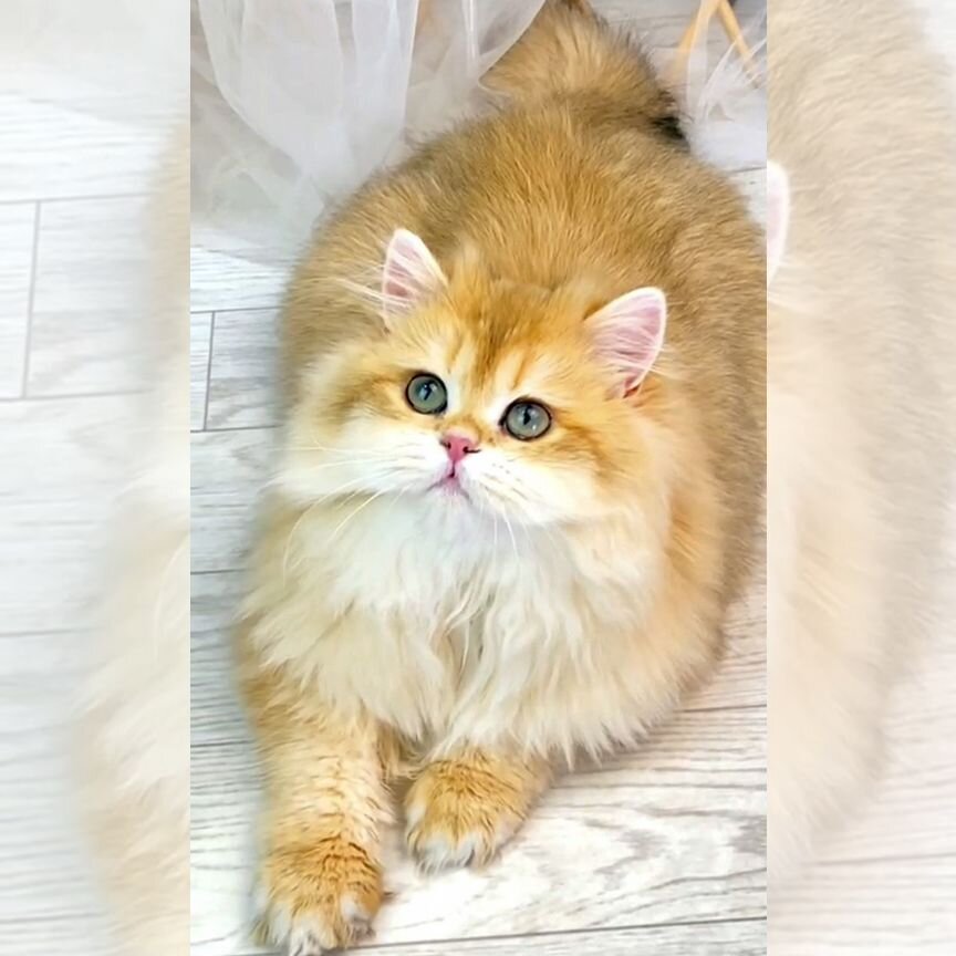 Шикарной котик ny11 золотая шиншилоа