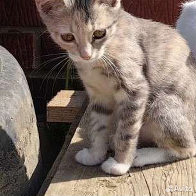 Кошечка дворняжка