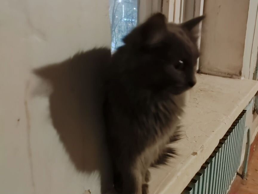 Кошка