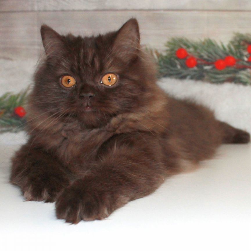 Шотландский прямоухий длинношёрстный котёнок