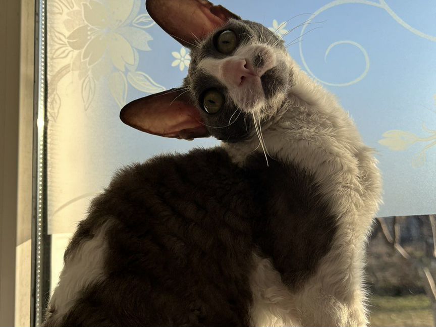 Корниш-рекс