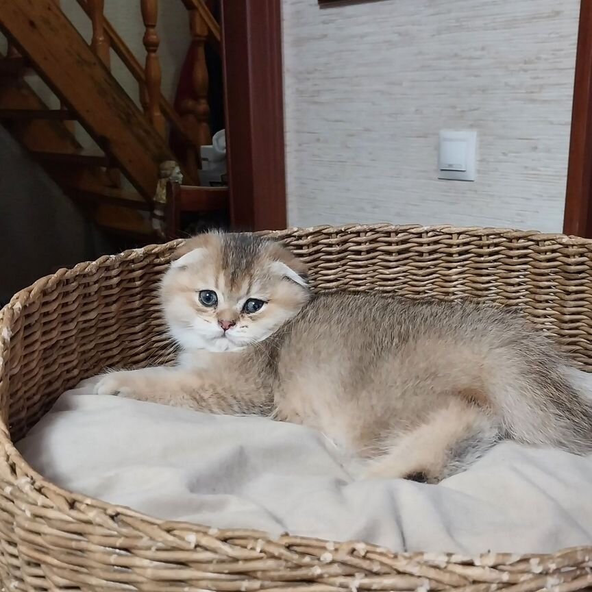 Шотландскмй золотой котик