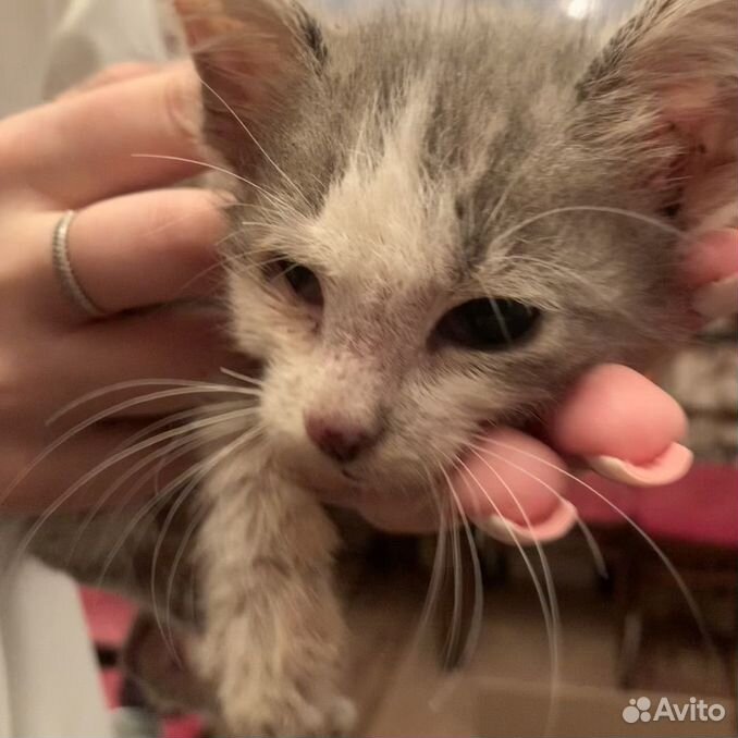 Выброшенный из машины котенок