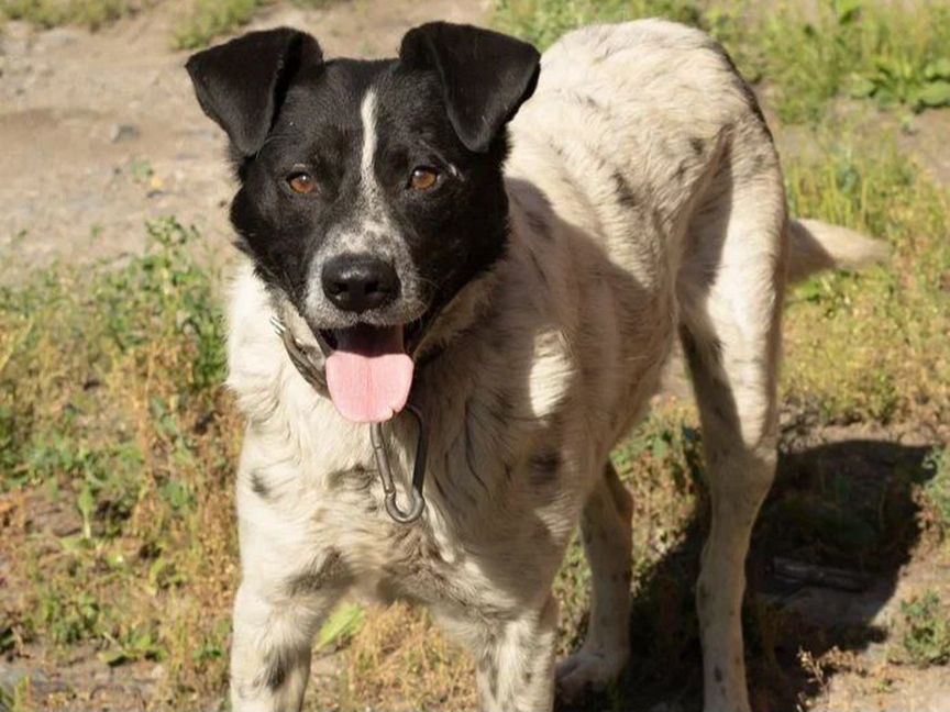 Брошенная Собака в добрые руки