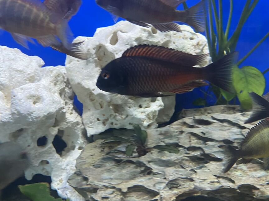 Трофеус Мура «Молеро»