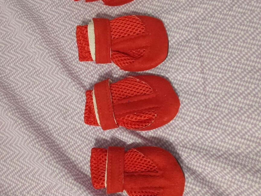 Ботинки для маленьких собак и попона