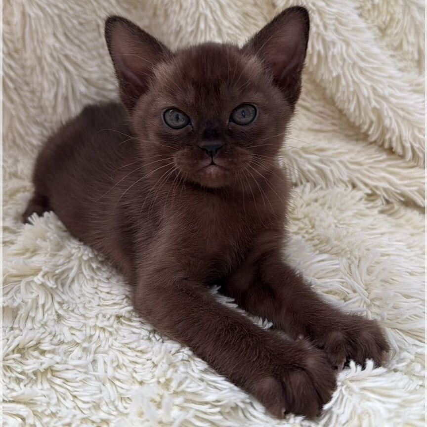 Европейский бурманский котёнок