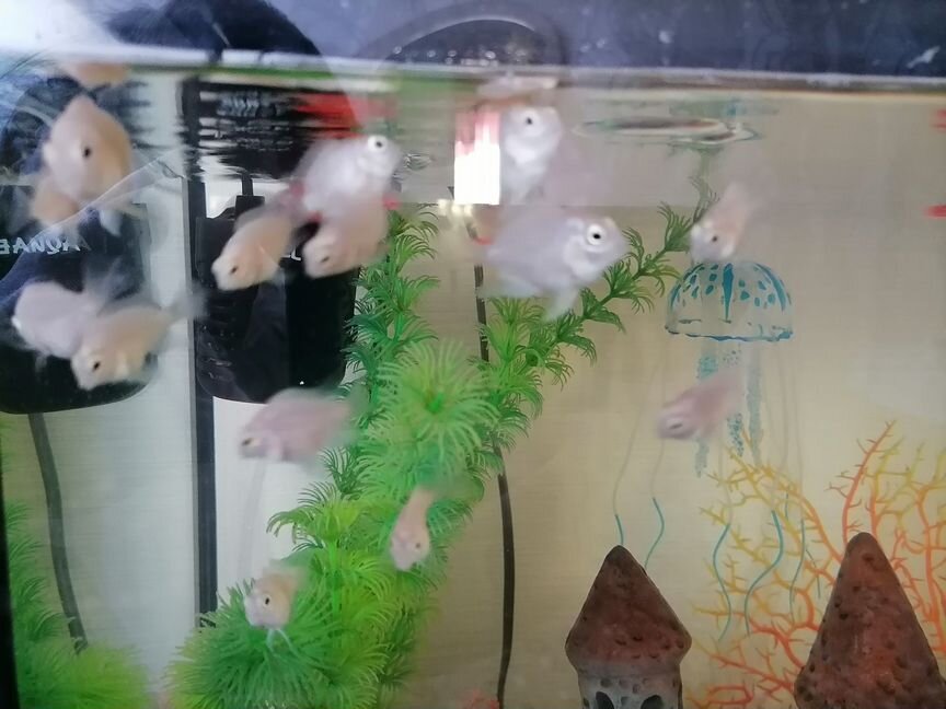 Аквариумные рыбки