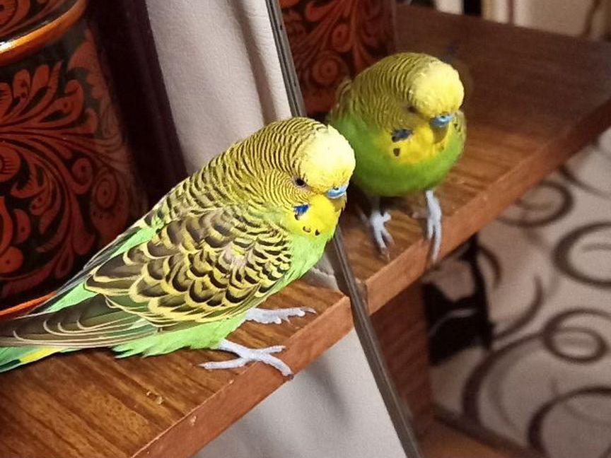 Попугай волнистик ждёт невесту