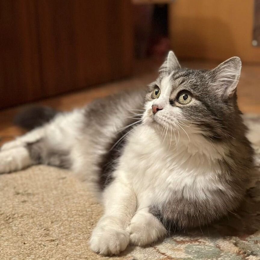 Котик с непростой судьбой в добрые руки