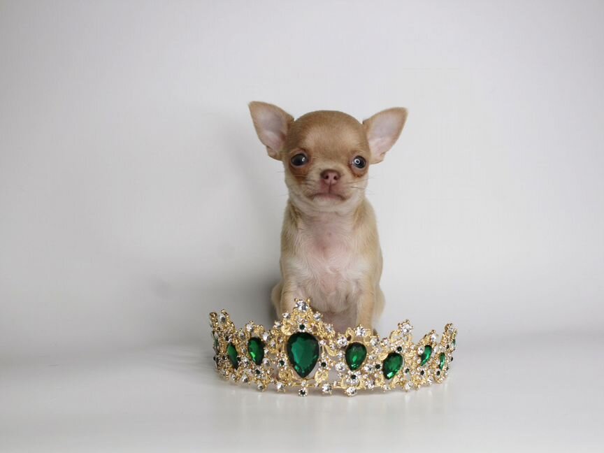 Чихуахуа изабелловый принц