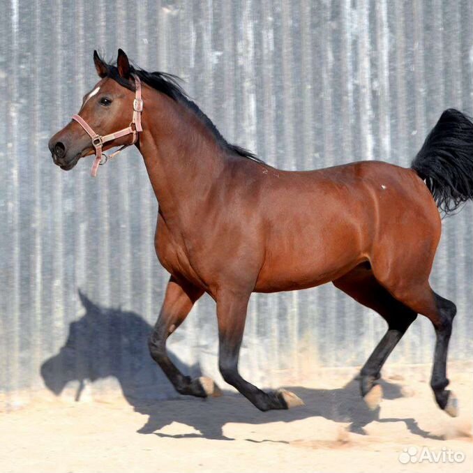 Арабские кобылы