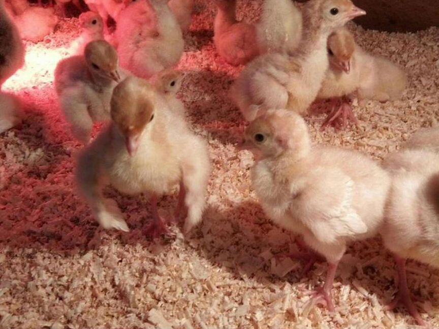 Запись на индюшат, вывода 12 и 26 марта